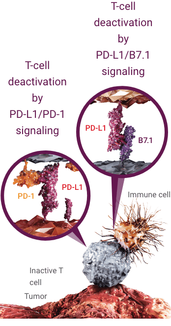 TECENTRIQ® (atezolizumab) proposed mechanism of action | HCC