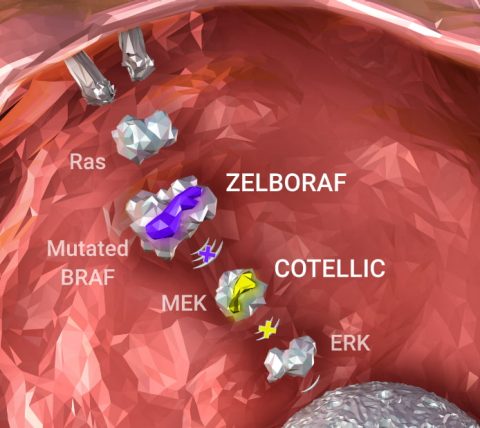 ゼルボラフのロゴ