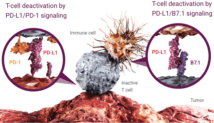 TECENTRIQ® (atezolizumab) proposed mechanism of action | ES-SCLC